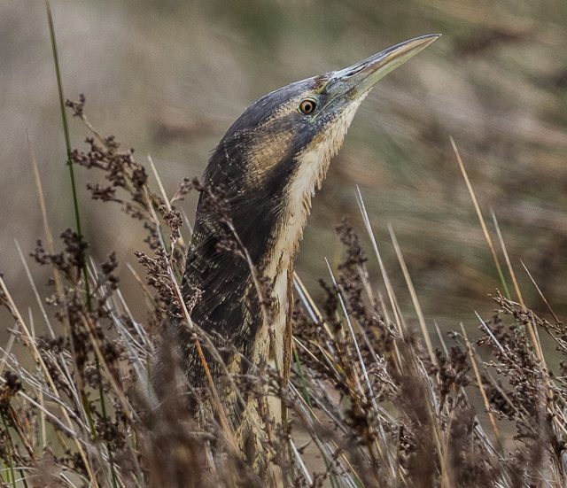 Matuku Link | The Conservation Hub